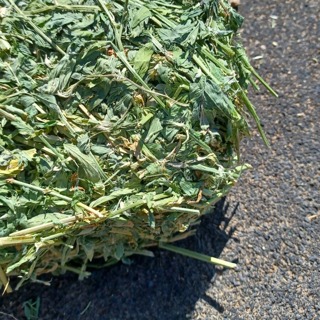 Alfalfa Hay – Granite Mountain Stables